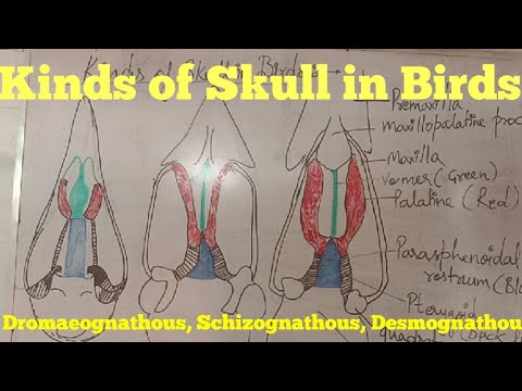 KINDS OF SKULL IN BIRDS Dromaeognathous, Schizognathous,Desmognathous ...