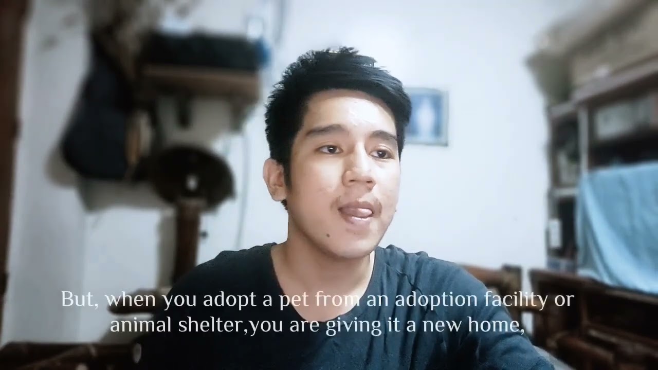 what-is-better-buying-pets-or-adoption-youtube