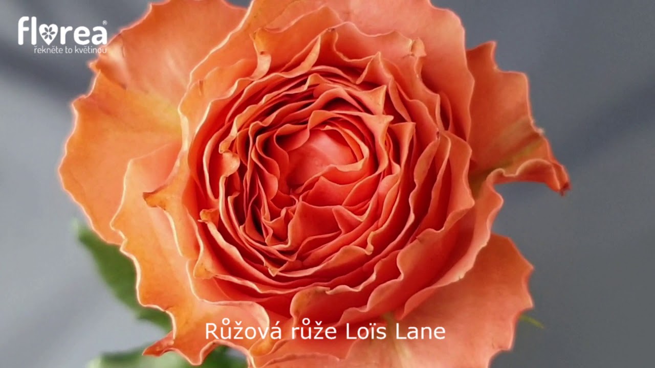 Růžová růže LOÏS LANE - Florea.cz - YouTube