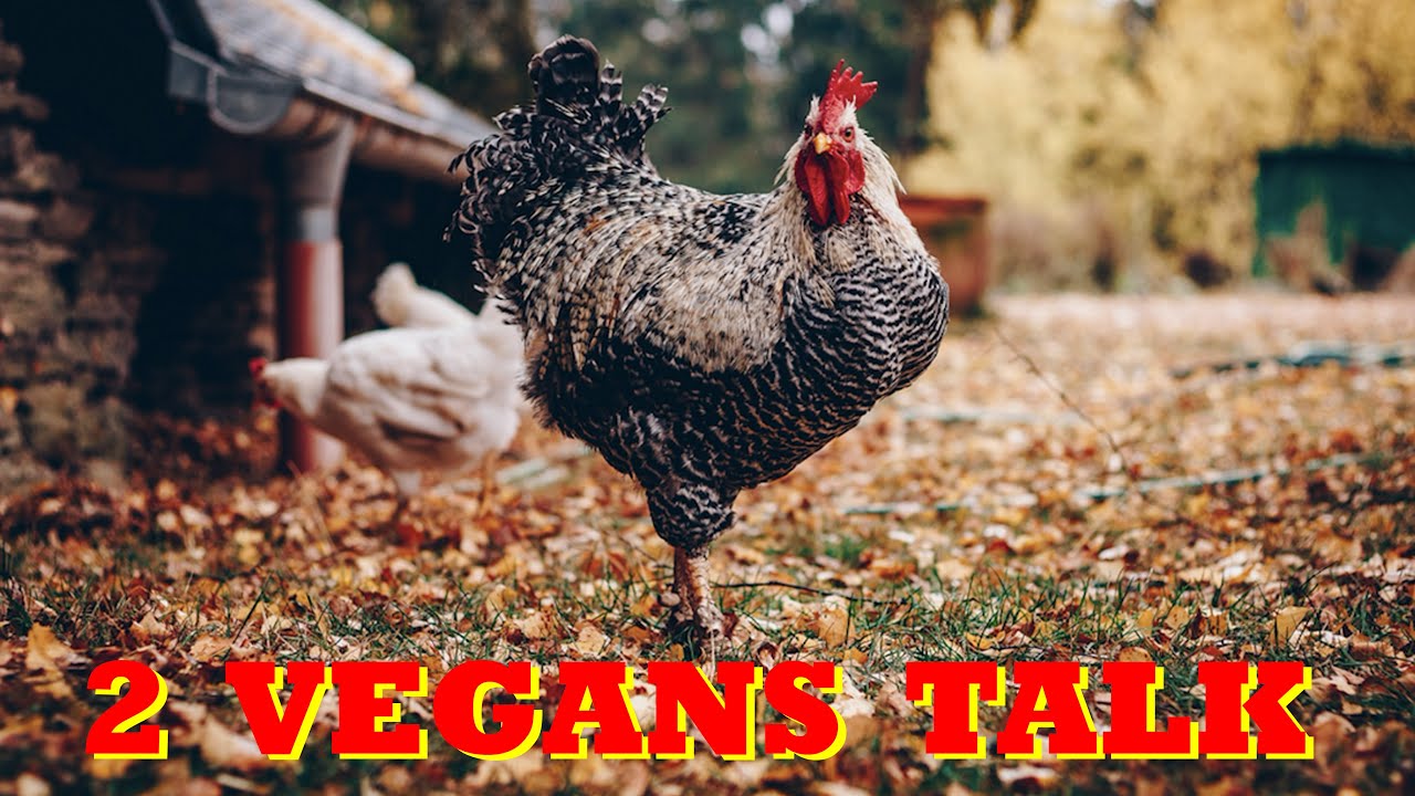 Using Animals For Personal Gain - YouTube
