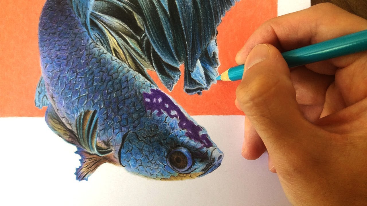 Drawing a Betta Fish | Speed Drawing - YouTube