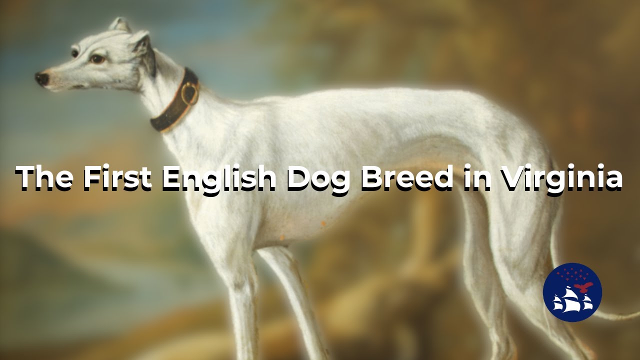 The First English Dog Breed Brought to Jamestown, Virginia? - YouTube