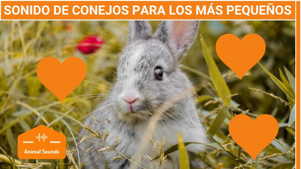 🐰Momentos Preciosos: Dulzura de Sonidos de Conejos - Sonidos Adorables ...