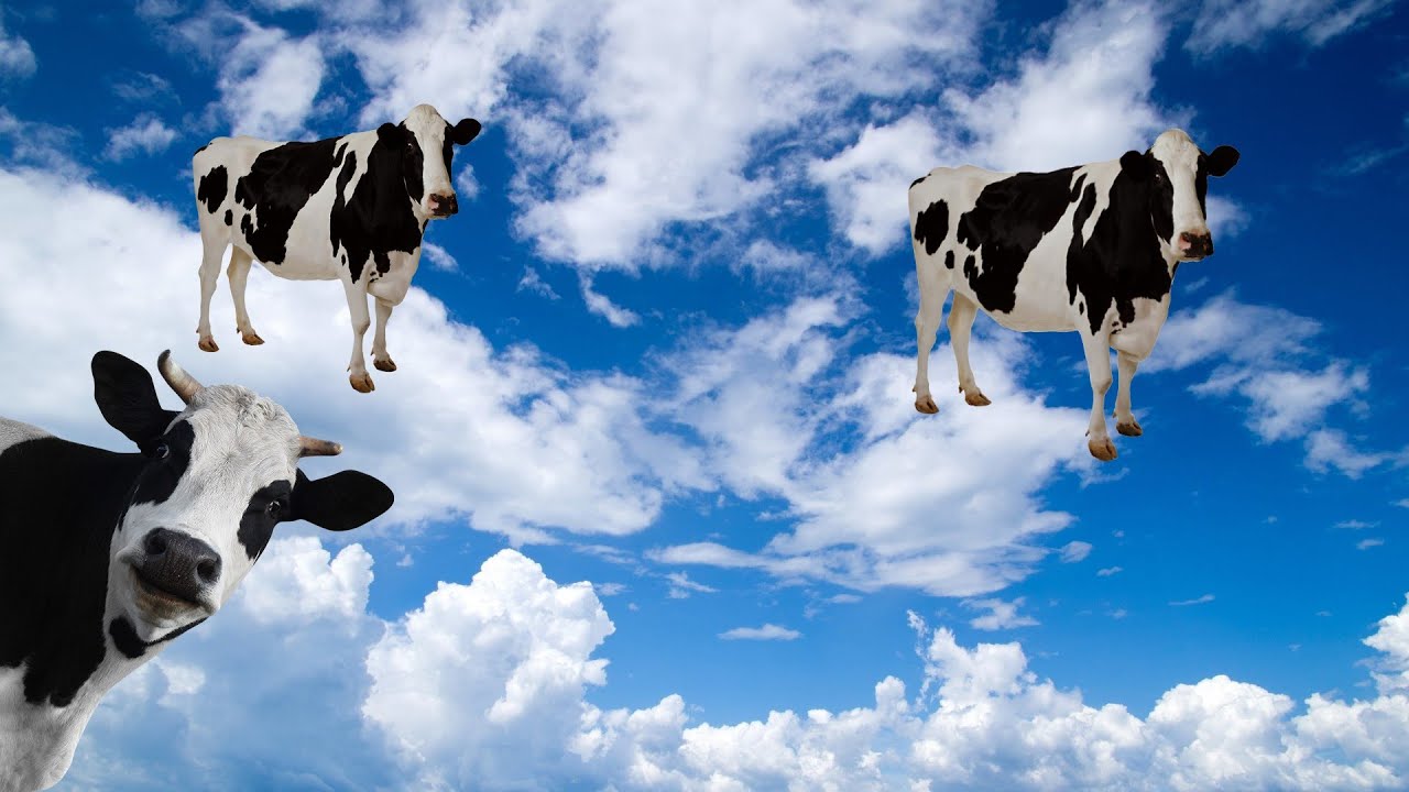 THESE DANG COWS!!!! l Loek - YouTube