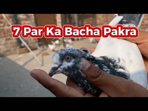 7 Par Ka Bacha Pakra 🙂 | Jaal Se Bacha Pakra | Sheikhoo Pigeons Club ...