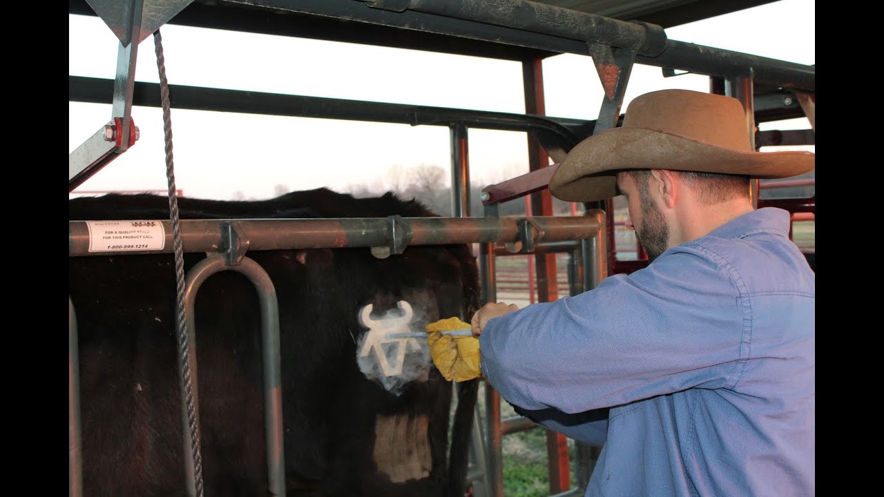 3 Easy Steps to Record and Check your Cattle using the Cattle Check app ...