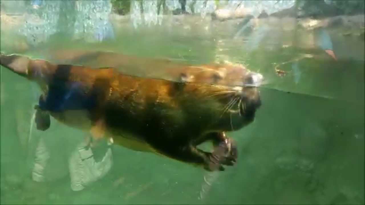 American Beaver Very Close at Columbus Zoo Ohio - YouTube