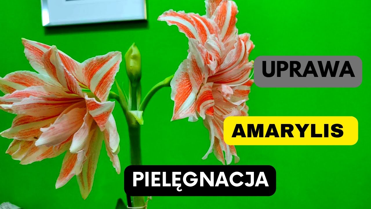Jak sadzić amarylis w doniczce Jak uprawiać amarylis w domu Co zrobić ...