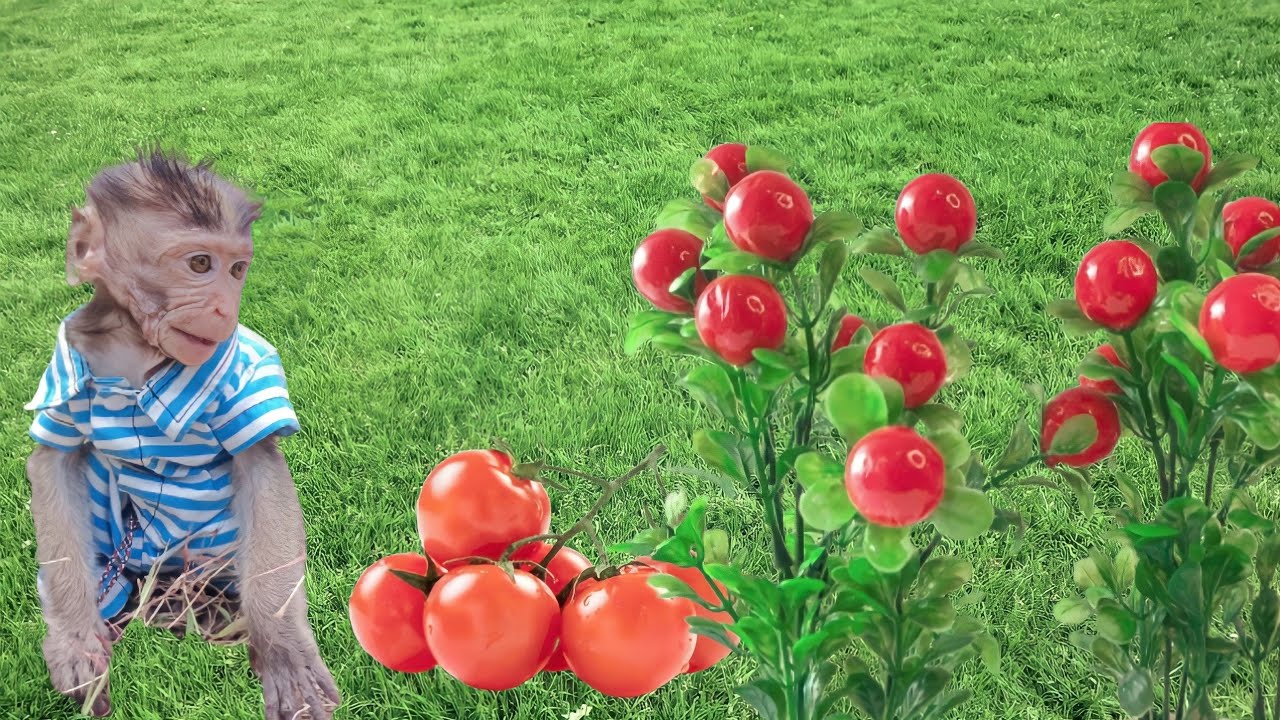 Very funny! Baby Monkey Dicky Harvests Tomatoes in The Garden and ...