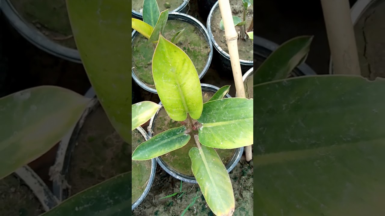 Pattoki plants best collection on nursey_City Of Flowers - YouTube