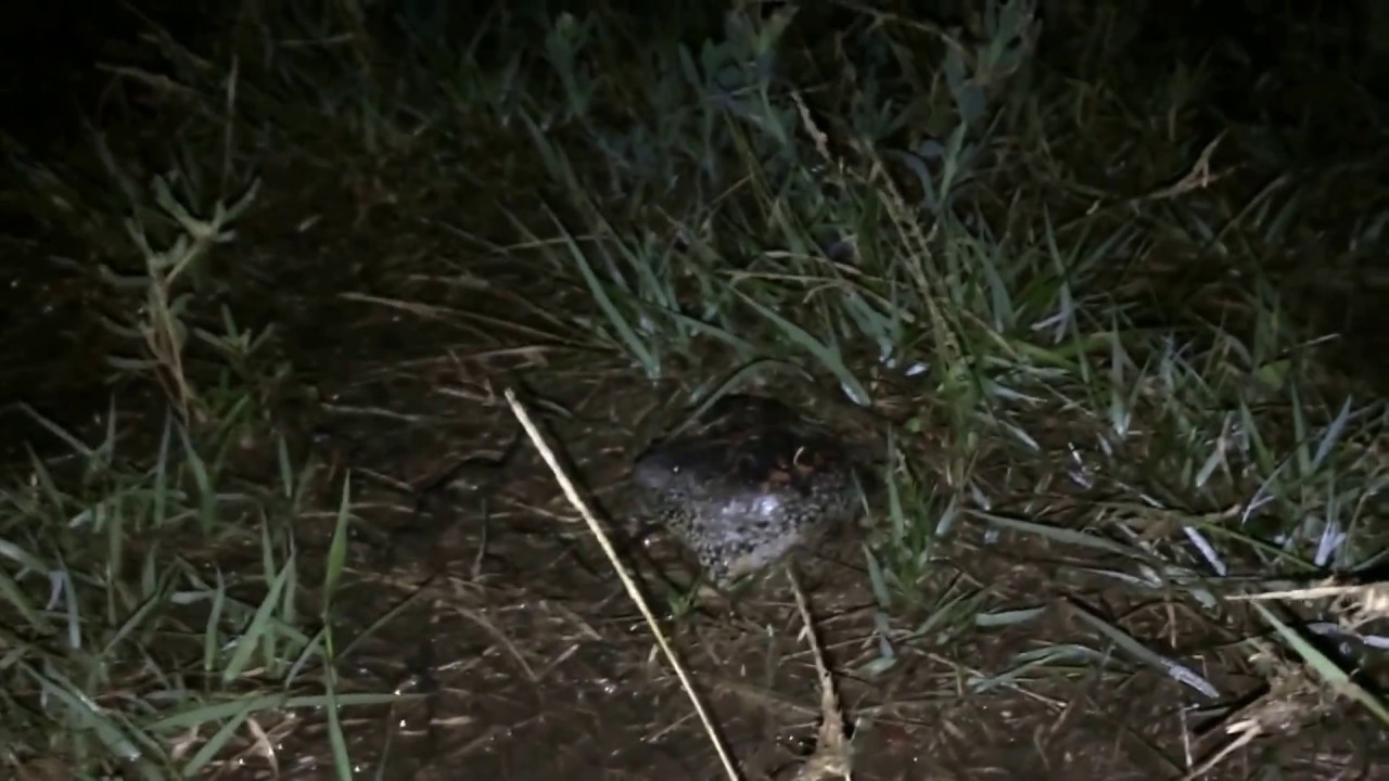 Mexican Burrowing Toad - YouTube