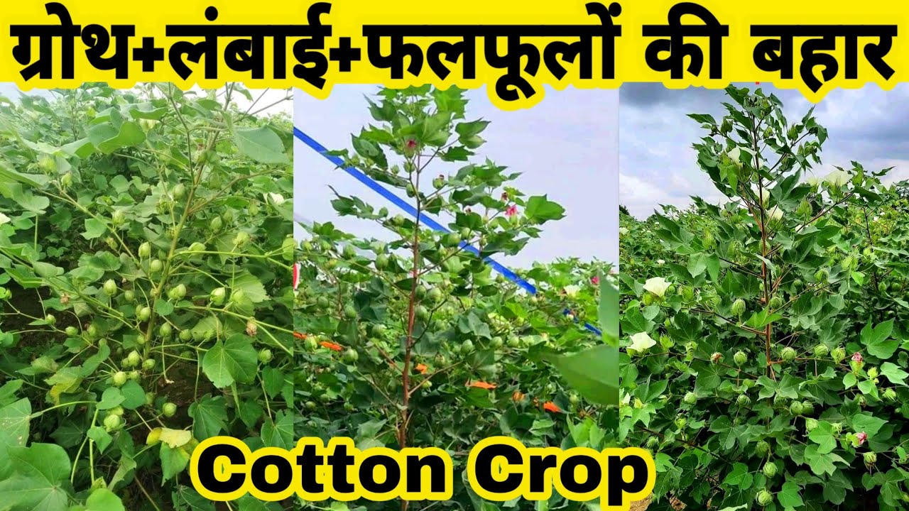 कपास में जबरदस्त ग्रोथ व फल फूलों की बहार | Kapas ki kheti | Cotton ...