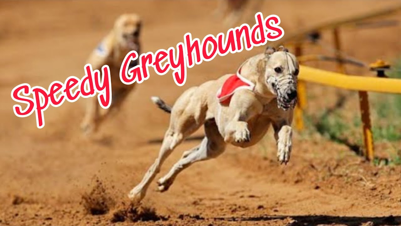 **"Exciting Greyhound Racing: Speed and Skill Unleashed"** - YouTube