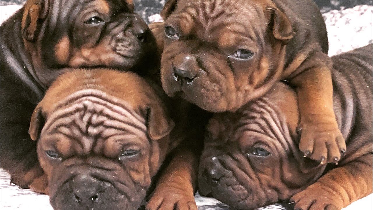 Chongqing dog - native bulldog of China - YouTube