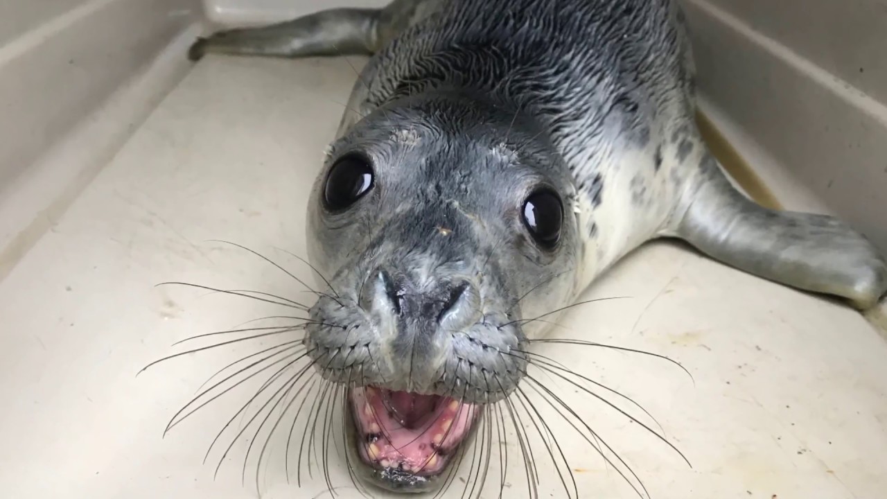 'Unusually early' seal rescue kicks off new season for RSPCA Cymru ...