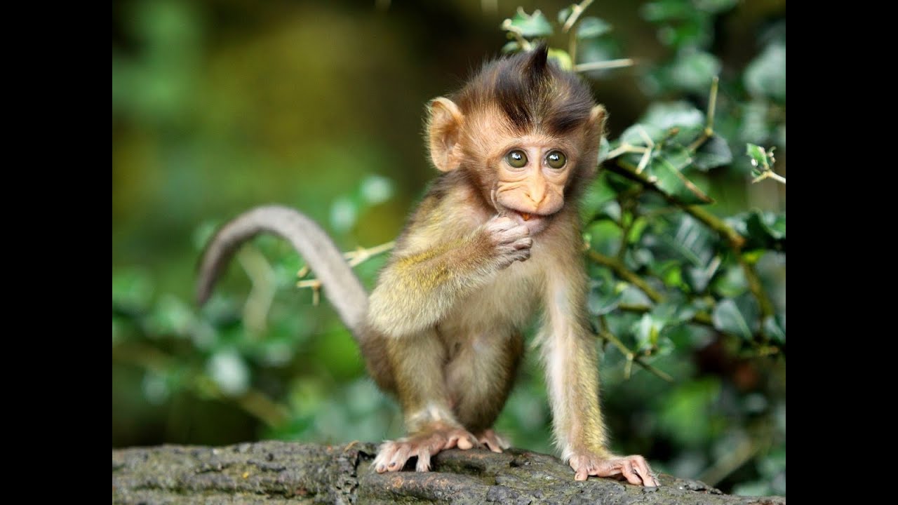 мой тиммейт жёстко бомбит | project hardline - YouTube