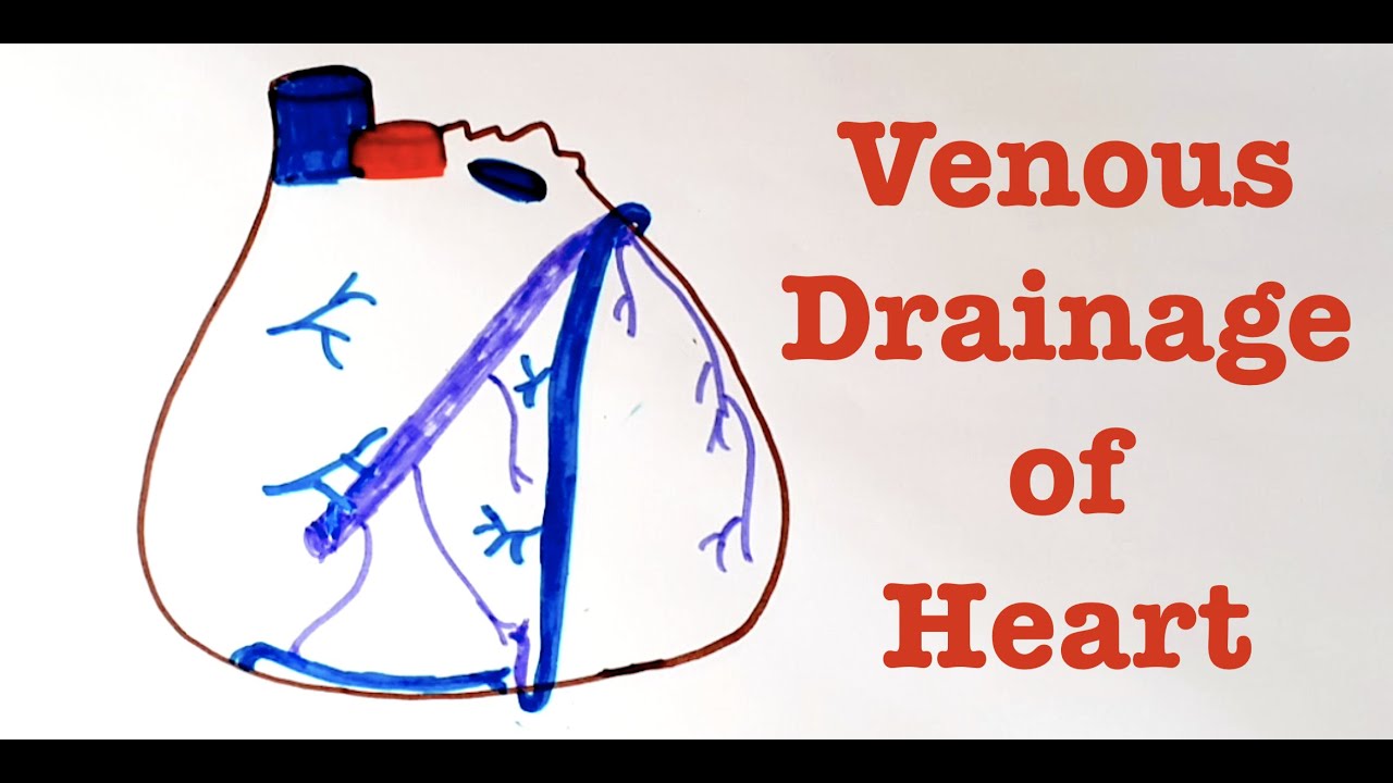 Anatomy | How to draw Venous drainage of heart in exams | Blood supply ...