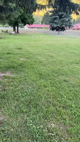 Charlie & Behr: Off Leash Listening in public park - YouTube