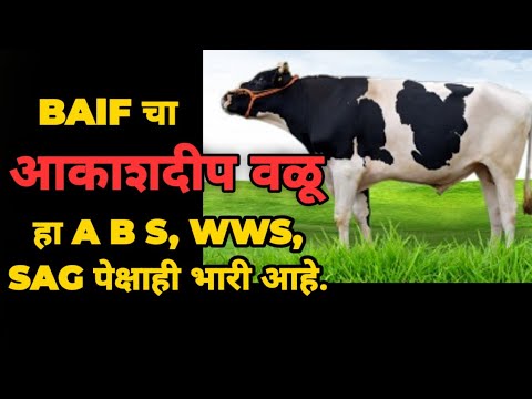 BAIF चा आकाशदीप वळू | हा ABS, WWS, SAG पेक्षाही भारी आहे | Akashdeep ...