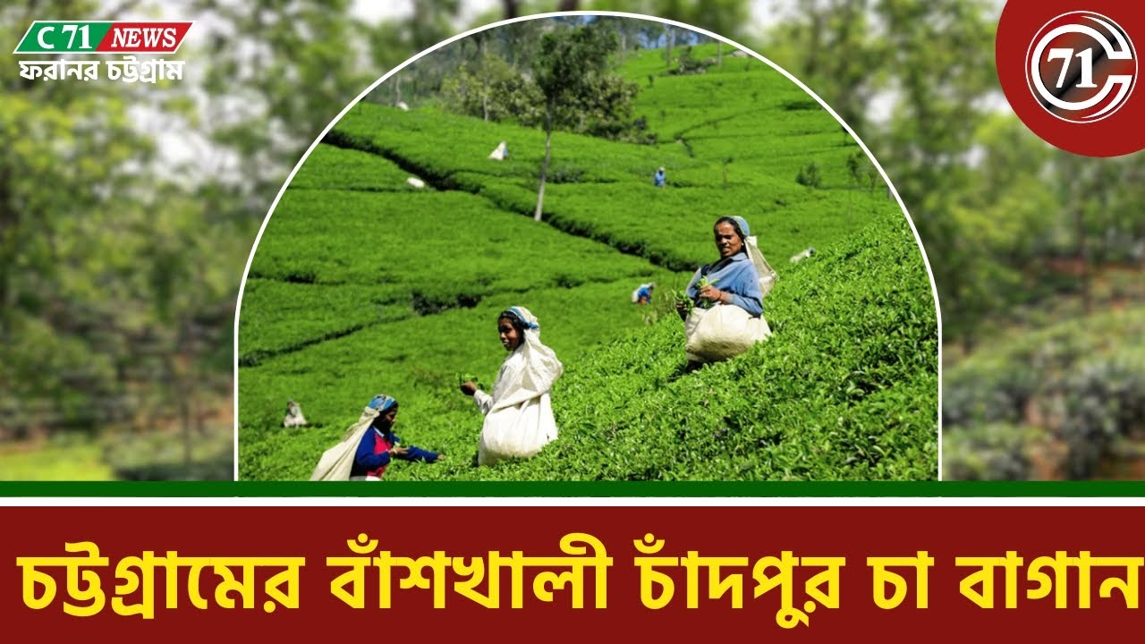 চট্টগ্রামের বাঁশখালী চাঁদপুর চা বাগান । C71 NEWS । Banshkhali Tea Garden - YouTube