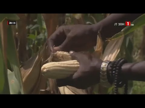 ORIENTATIONS AGRO-PASTORALES : Réflexion autour de la loi à Kaolack - YouTube