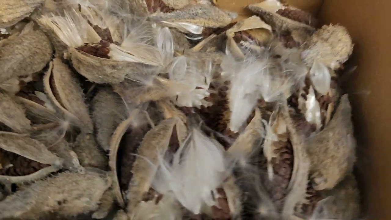 How to process milkweed for wind indicator after harvest. How to dry ...
