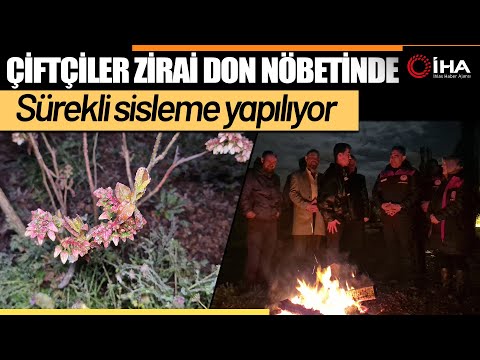 Çiftçiler, Yaban Mersinlerini Zirai Dondan Korumak İçin Nöbet Tutuyorlar