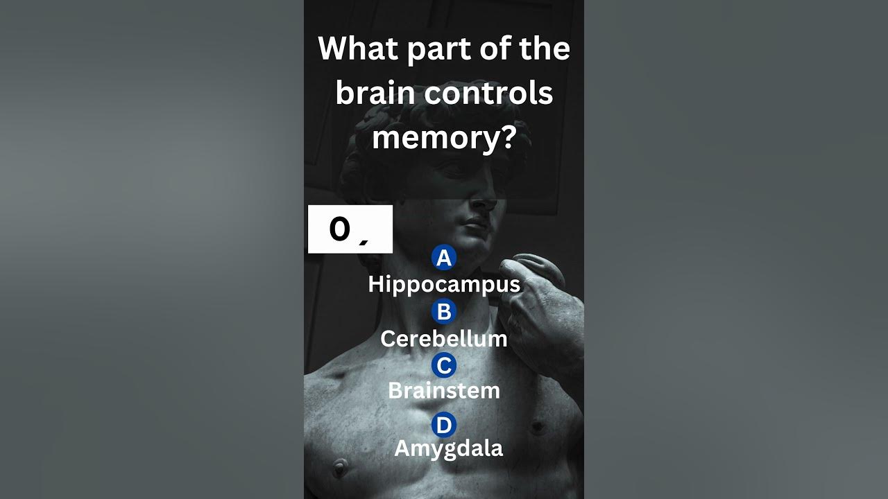 What Part of the Brain Controls Memory? | Quiz - YouTube