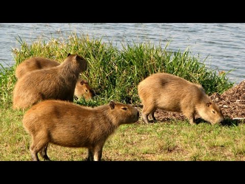 Capivaras que Vivem No Rio Tietê - YouTube