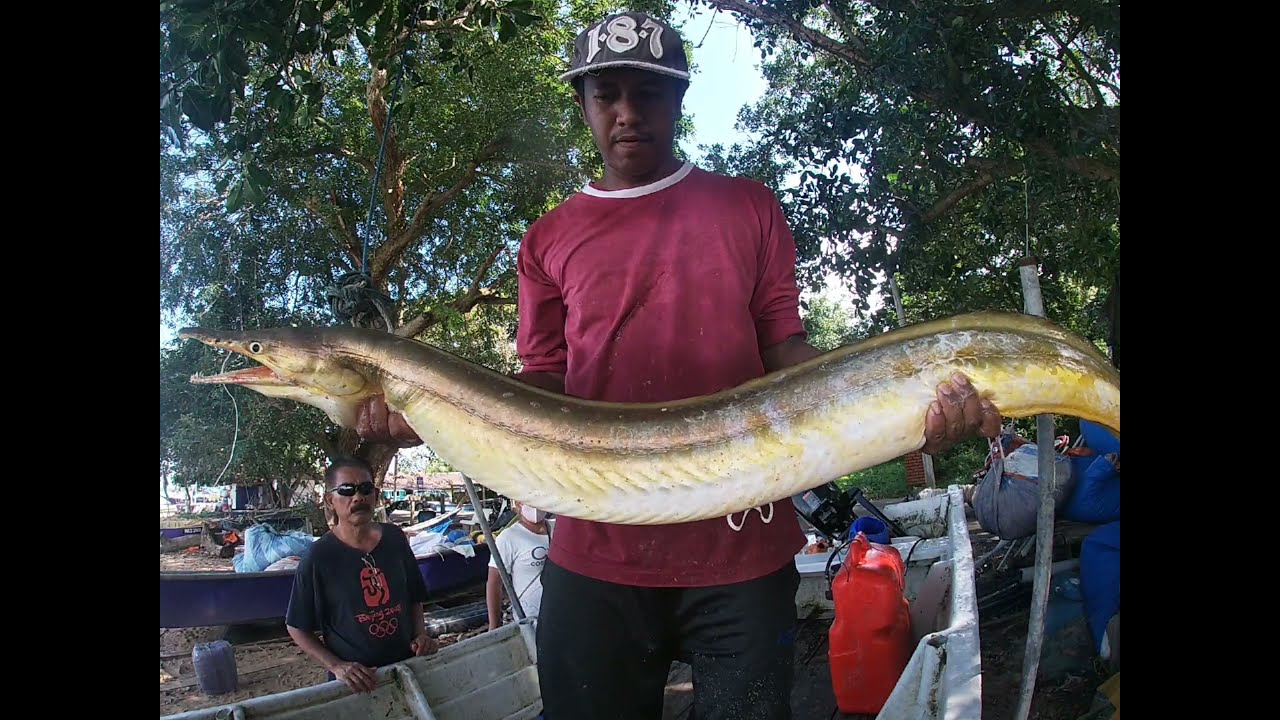 Ikan Malong - Piffle.me