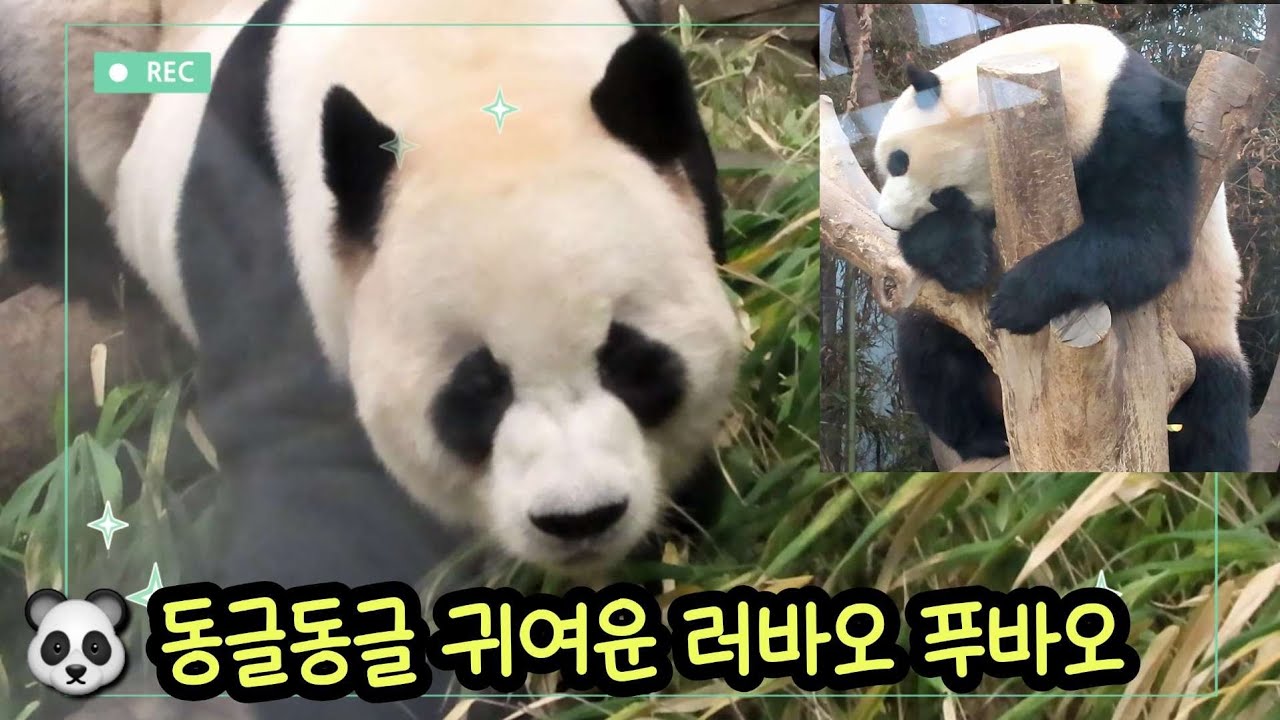 직캠 🐼240119 퇴근전 워토우 먹고 산책하는 러브지와 꿀잠자는 푸바오 푸바오 러바오 에버랜드 판다월드 바오패밀리 Youtube