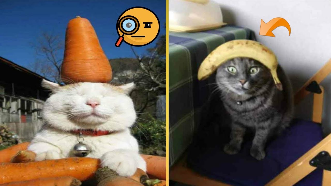 Funny Cat Stacking - YouTube