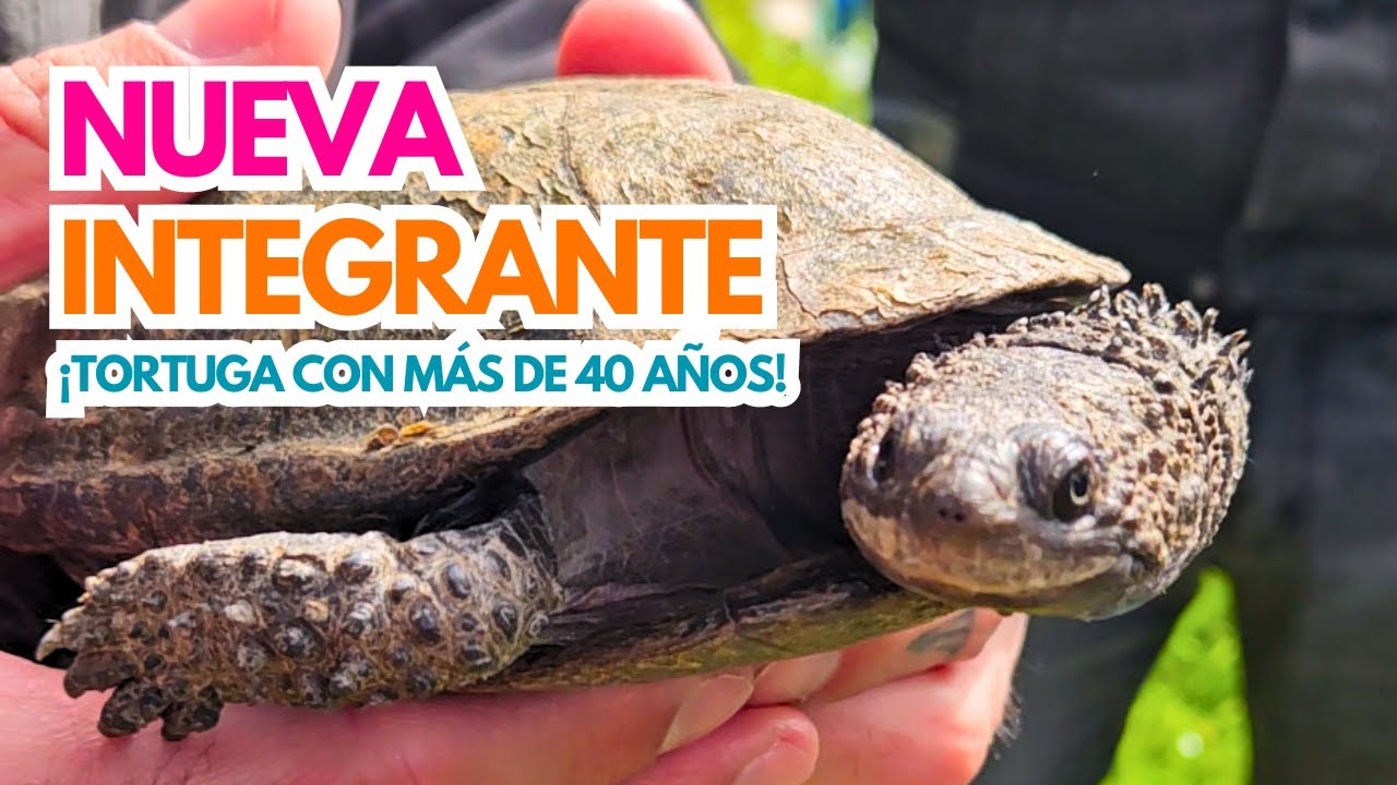 ¡Nueva integrante! Una tortuga de canaleta con más de 40 años ...
