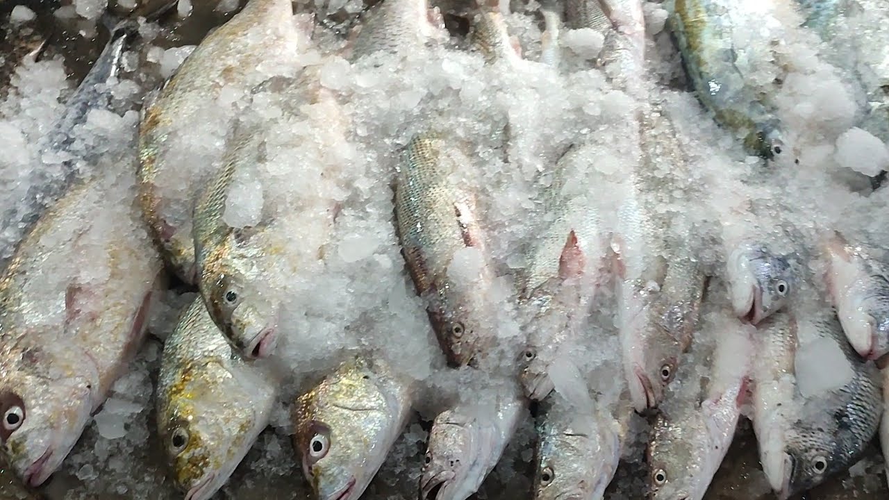 fish price update latest fish rates and complete detail about fish ...