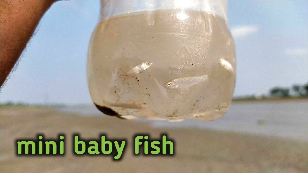 small baby fish stuck in mud - YouTube