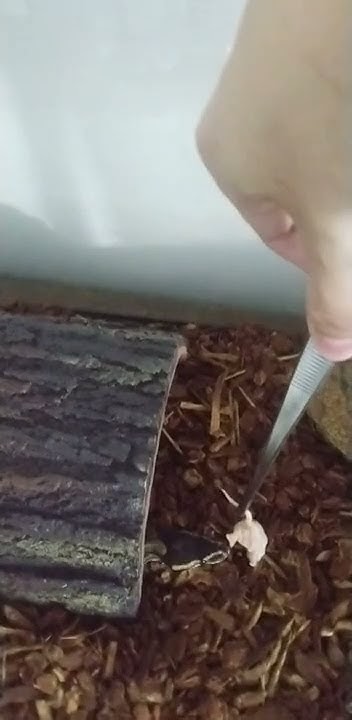 ball python eats mouse #shorts #ballpython #reptiles - YouTube