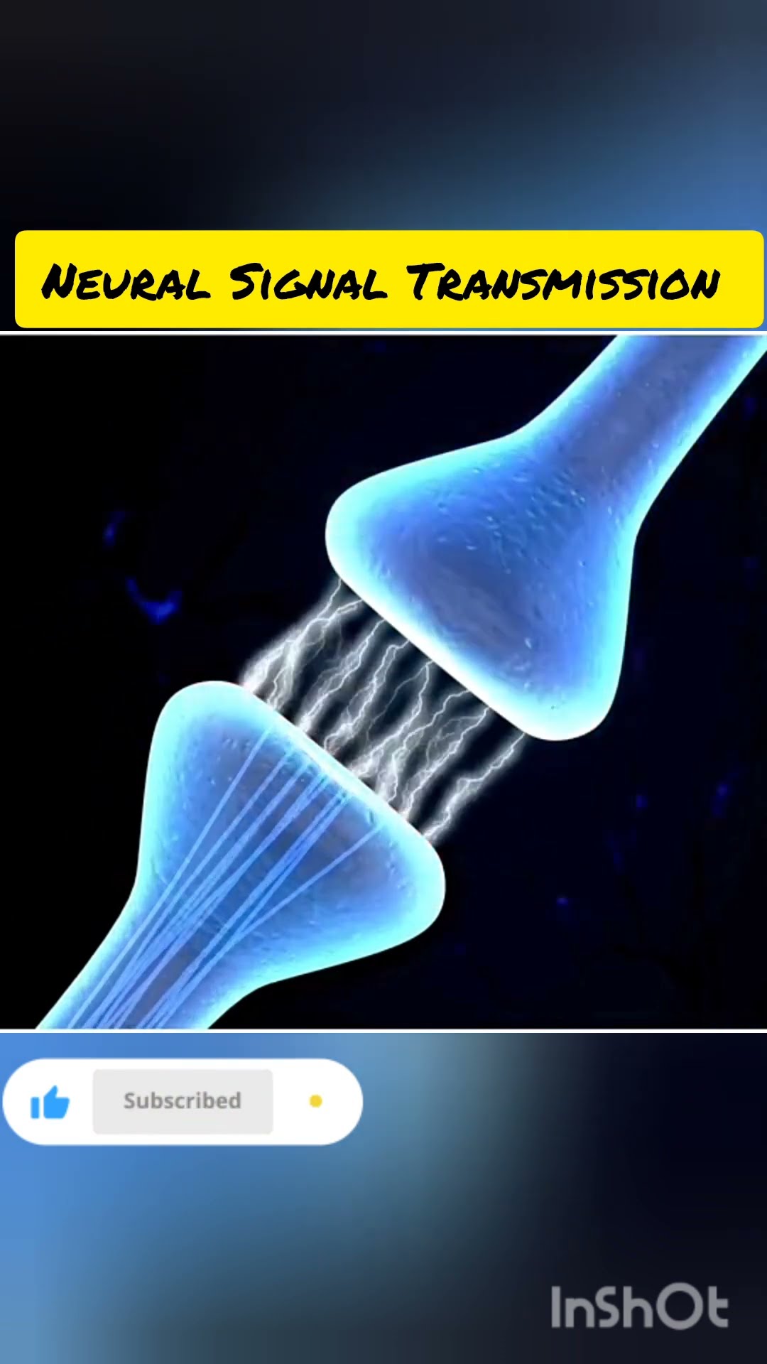 Neural Signal Transmission #Biology #Neural control and coordination # ...