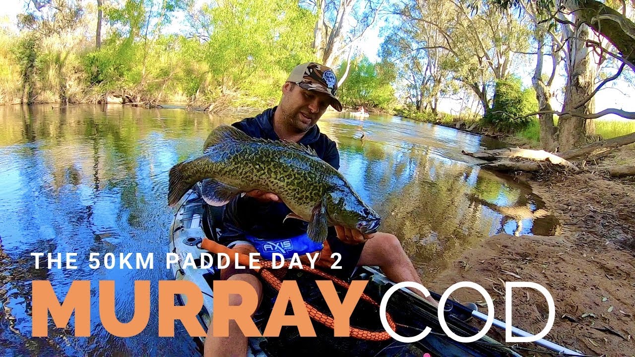 MURRAY COD Fishing - The 50km Paddle day 2 - YouTube