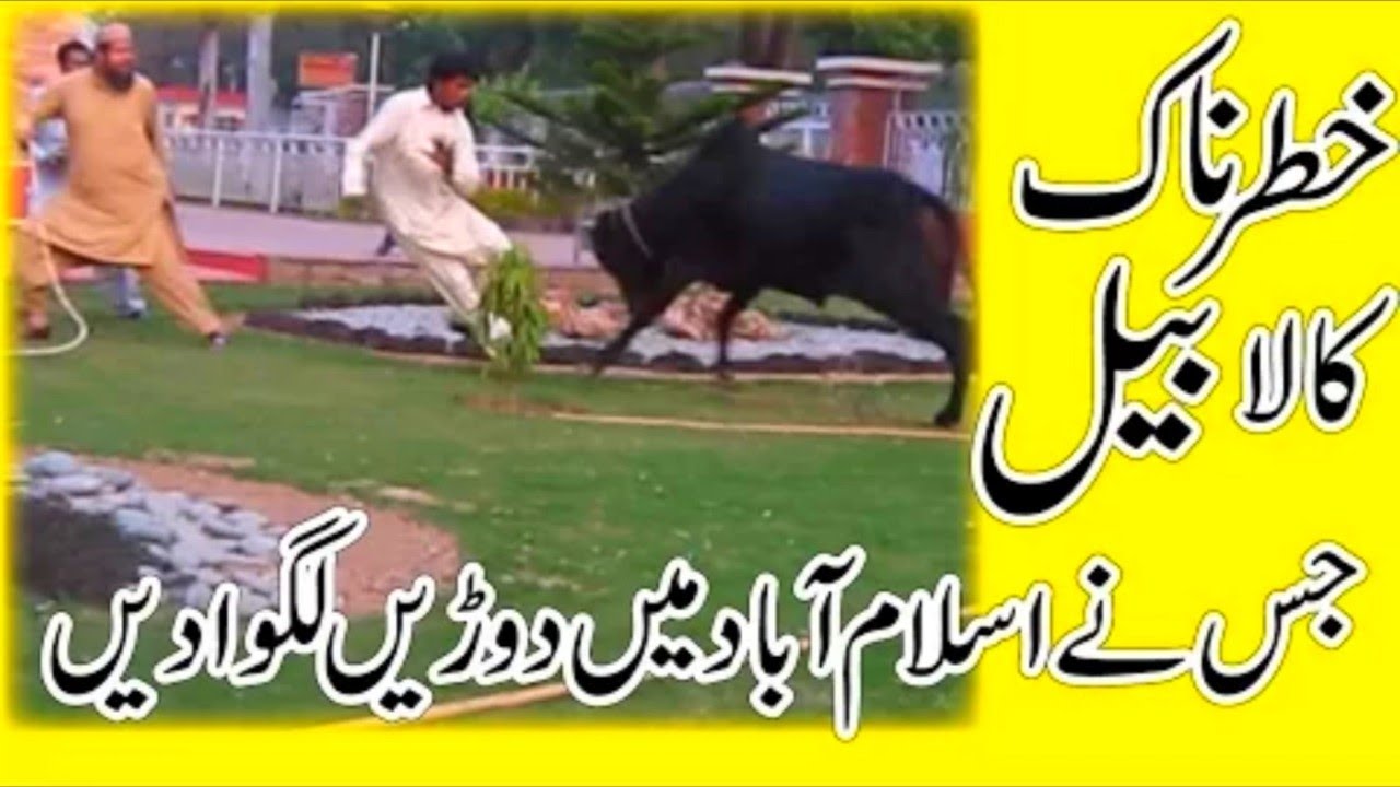 Dangerous Kala Bail, Running Attacking People Terror in Islamabad ...
