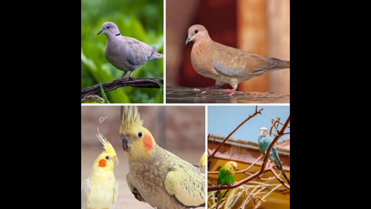 My birds setup at my home. Cocktail parrots setup,cocktail birds food ...