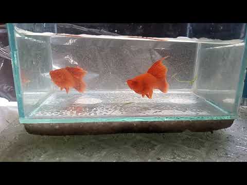 firecracker swordtail 🔥 - YouTube