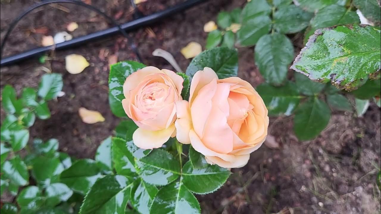 18. 09.22 Розы и дождь . - YouTube