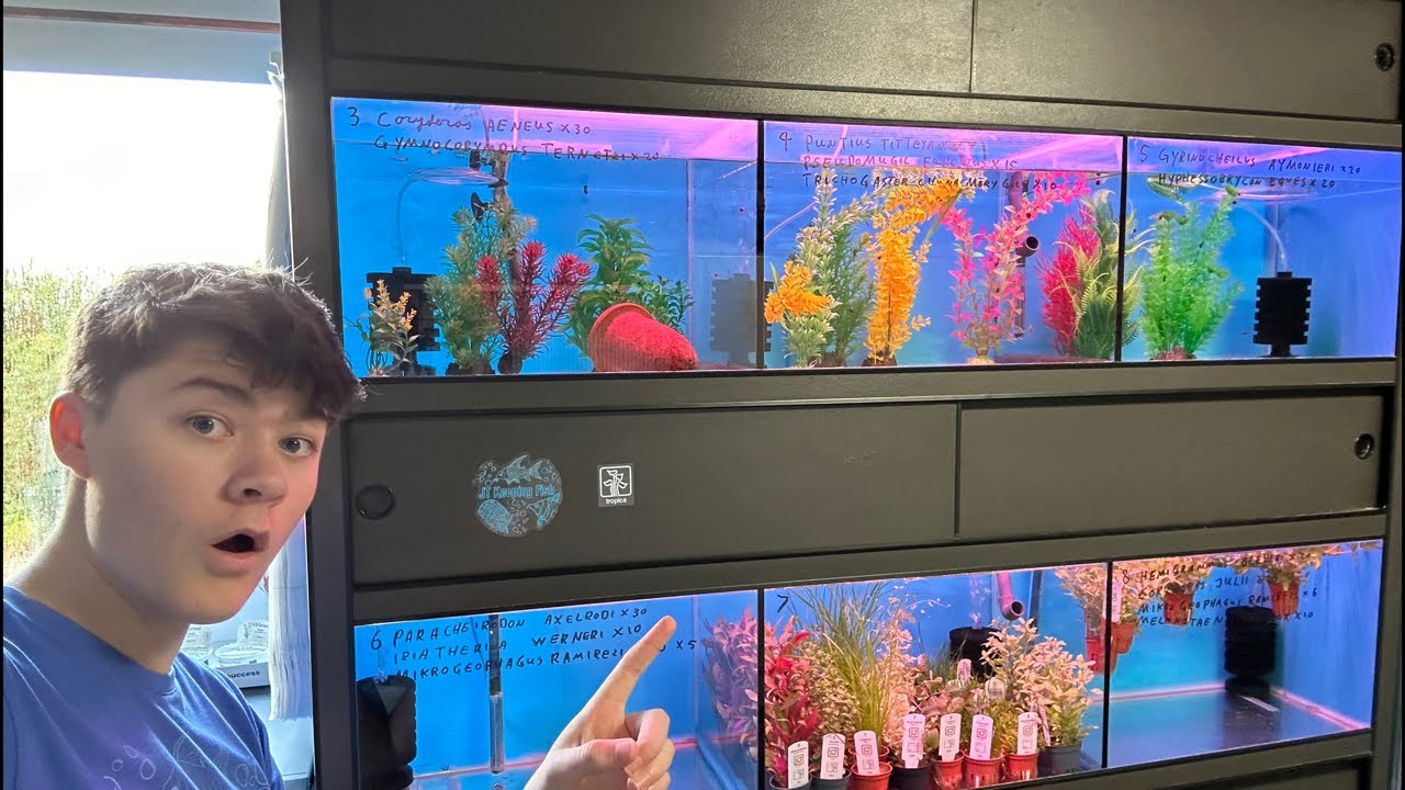 🔴 Live JT Keeping Fish // Preparing for the big fish shipment!! 🔴 - YouTube