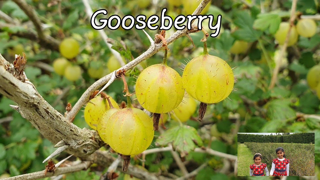Gooseberry Farm Visit/Gooseberry Picking New Zealand - YouTube