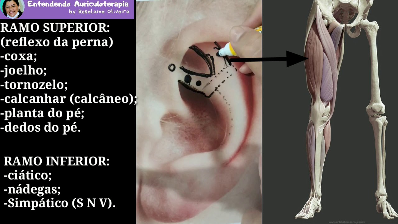 👂 Auriculoterapia - RAMO SUPERIOR E INFERIOR DO ANTI-HÉLIX - YouTube