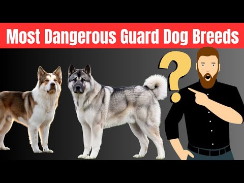 Top 5 Most Dangerous Guard Dog Breeds in the World - YouTube