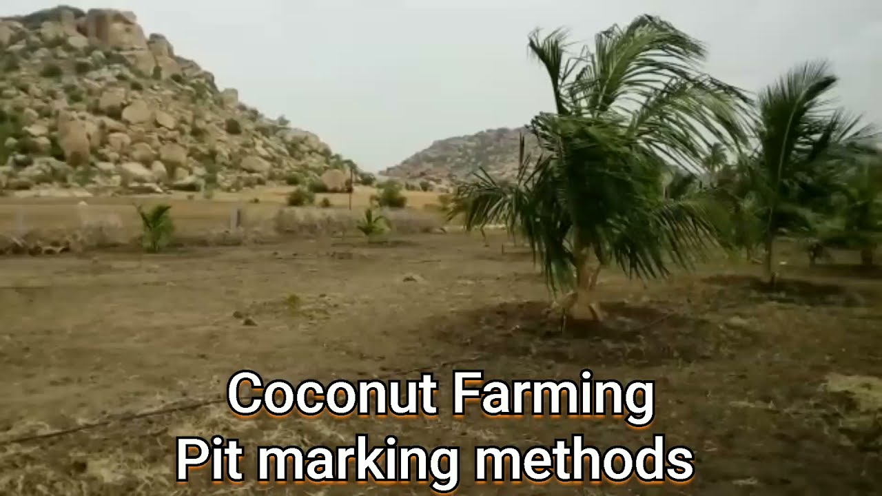 Coconut Pit Marking Methods | Coconut Farming - YouTube