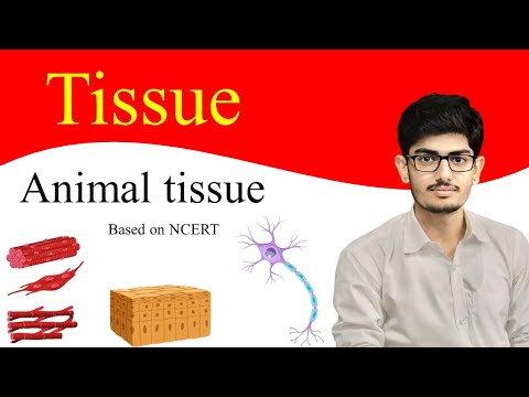 Tissue||Animal tissue||9th class||NCERT - YouTube