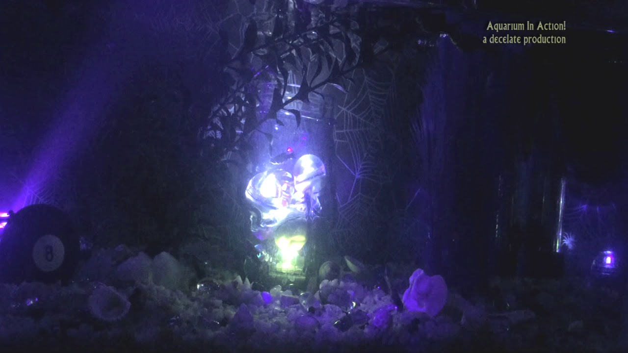 More Spooky Halloween Fish! Aquarium In Action! Oct 17 2018 #molly # ...
