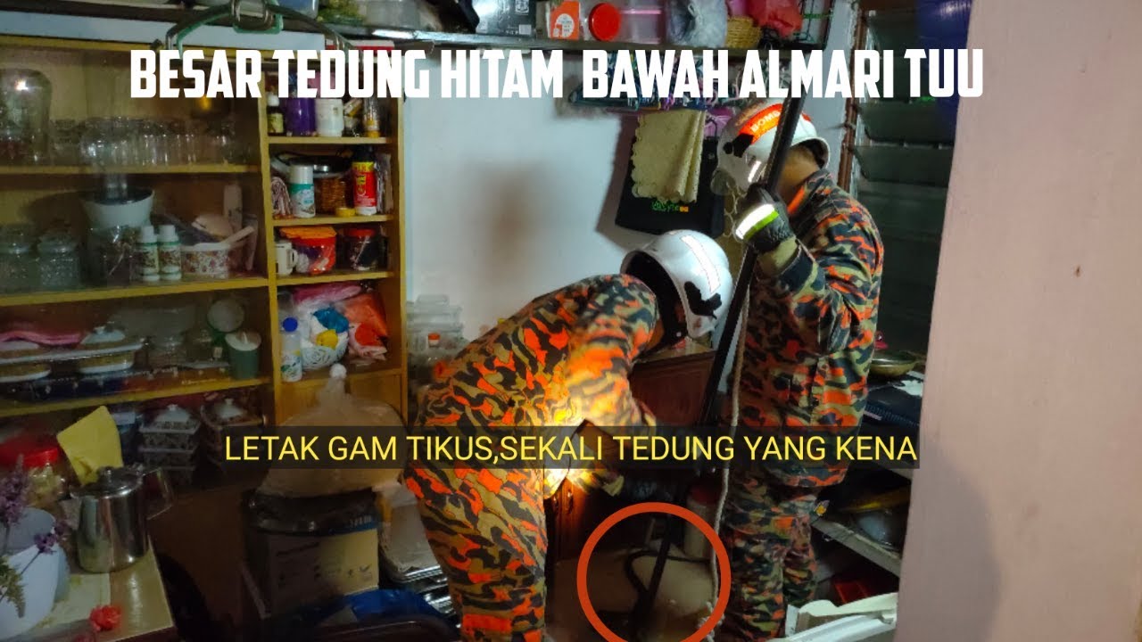 ULAR TEDUNG HITAM BESAR BAWAH ALMARI DAPUR | NASIB ADA GAM TIKUS - YouTube